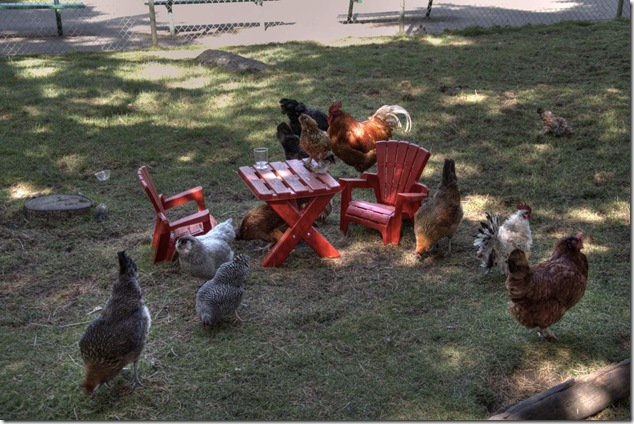 The hen party | Katherine Bickford