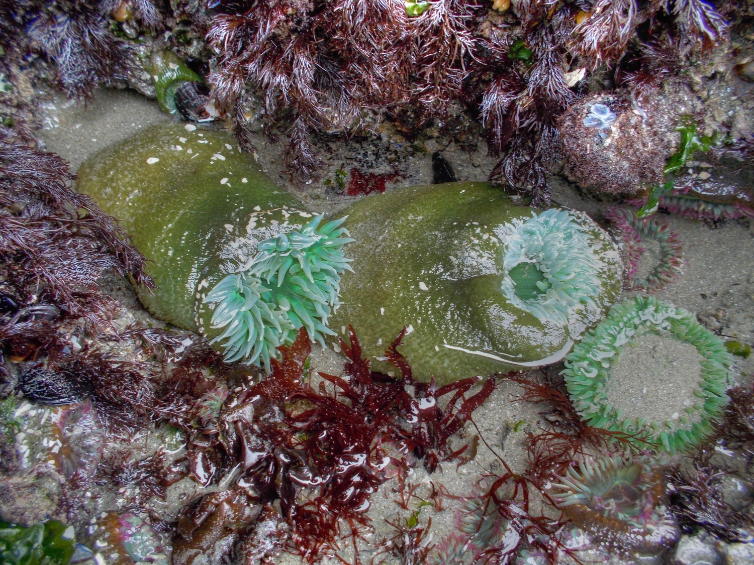Sea anemones | Katherine Bickford
