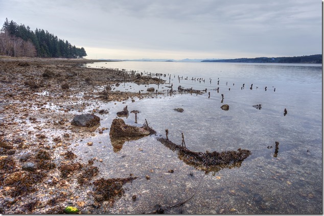 Oyster beds – Baynes Sound | Katherine Bickford