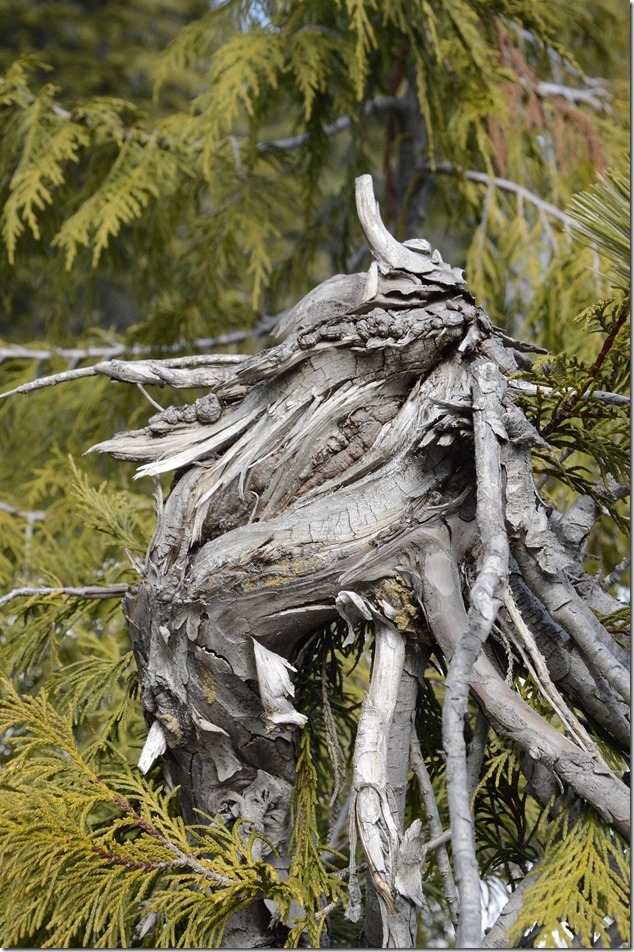 Strathcona–Twisted Tree Art | Katherine Bickford