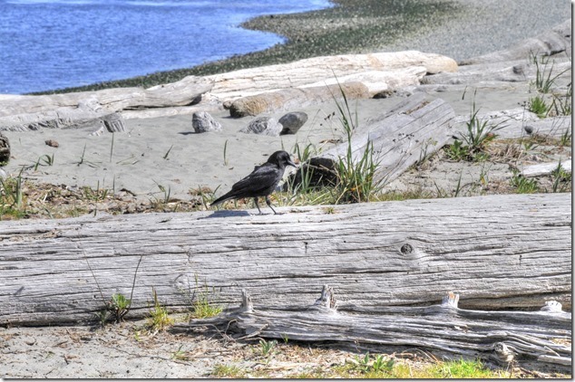 A crow on the beach – photo truths | Katherine Bickford