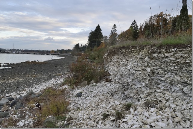 Fanny Bay – a pile of oysters