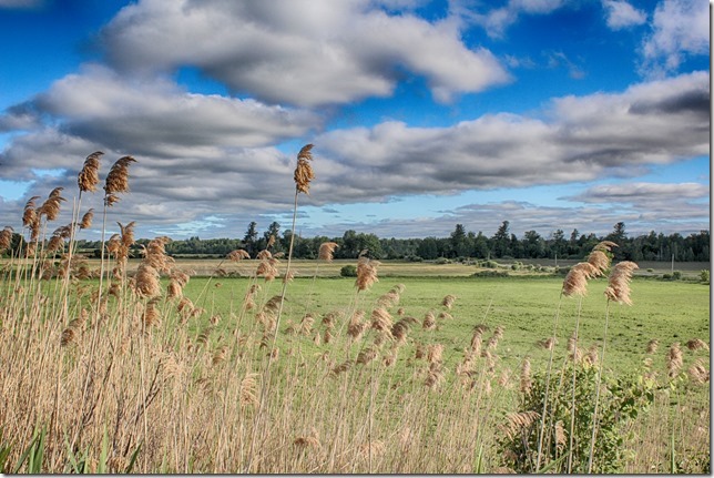 Ontario – a field | Katherine Bickford