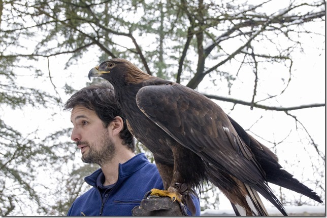 Pacific Northwest Raptors | Katherine Bickford