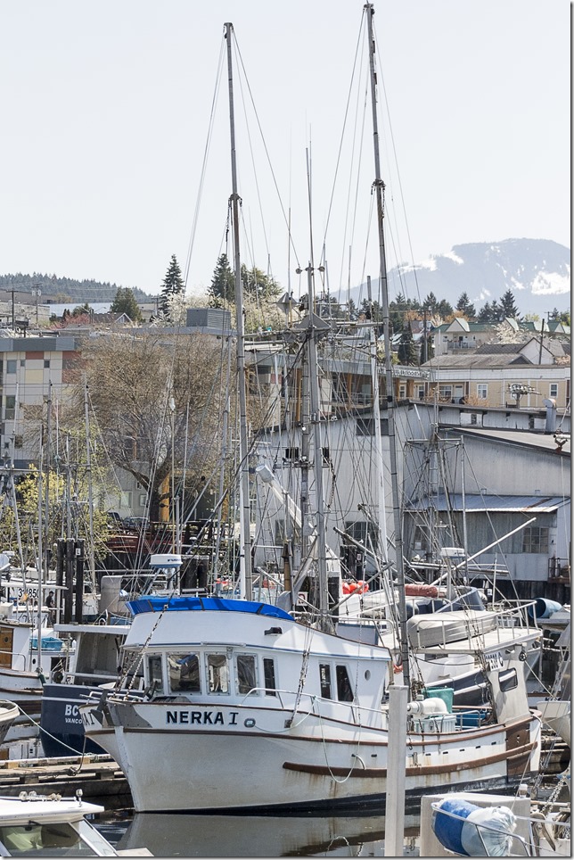 Nerka No. 1 | Katherine Bickford