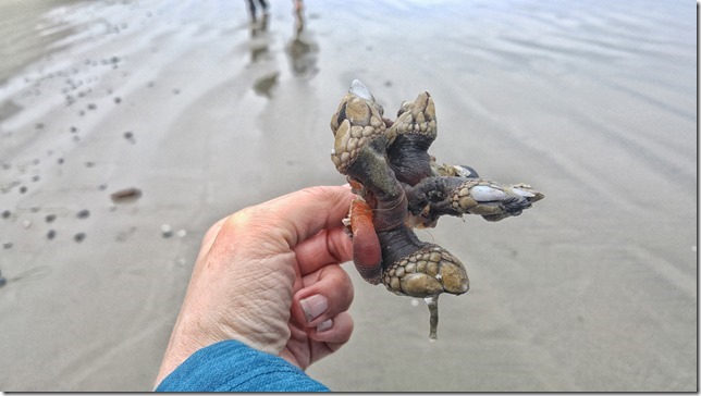 Long Beach – Gooseneck barnacles | Katherine Bickford